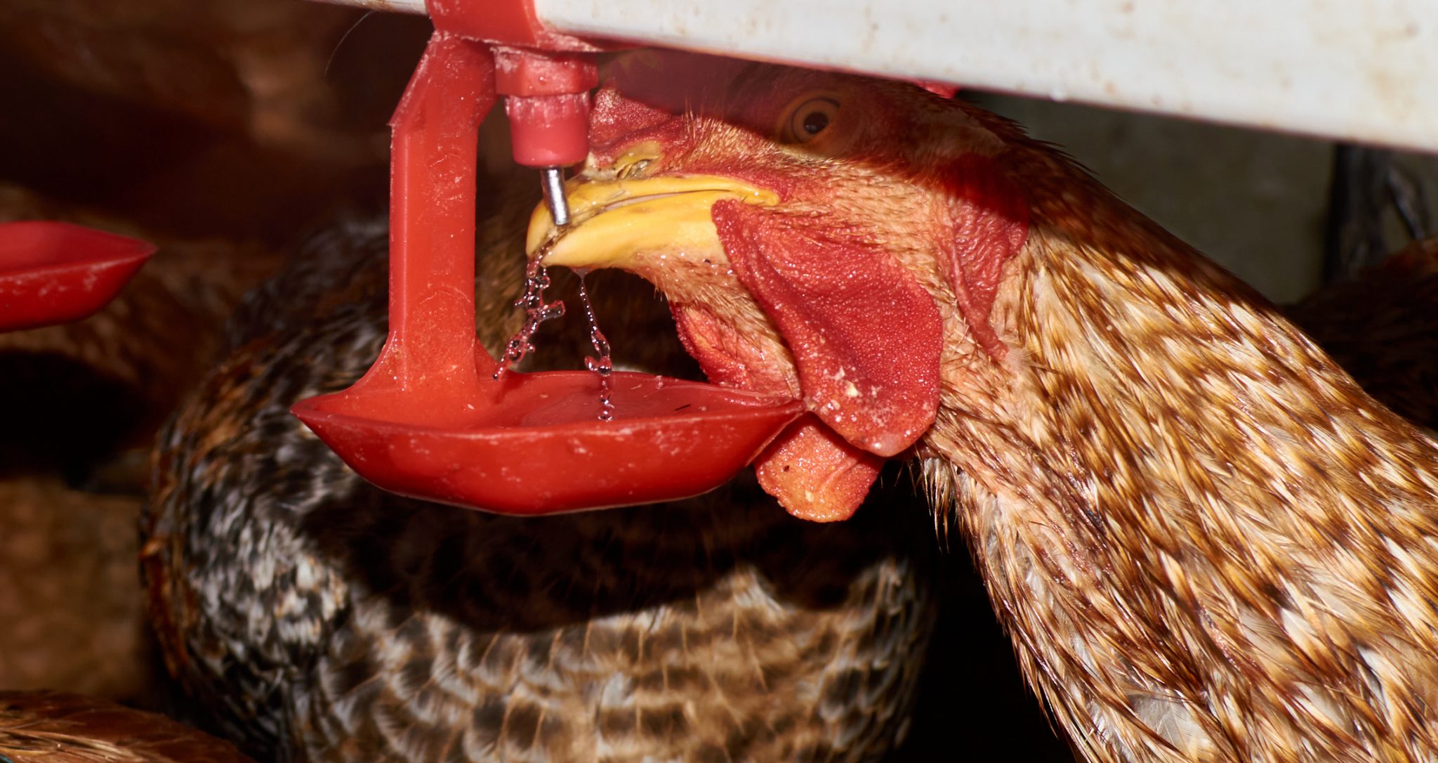 A Heated Waterer for Chickens - Backyard Poultry